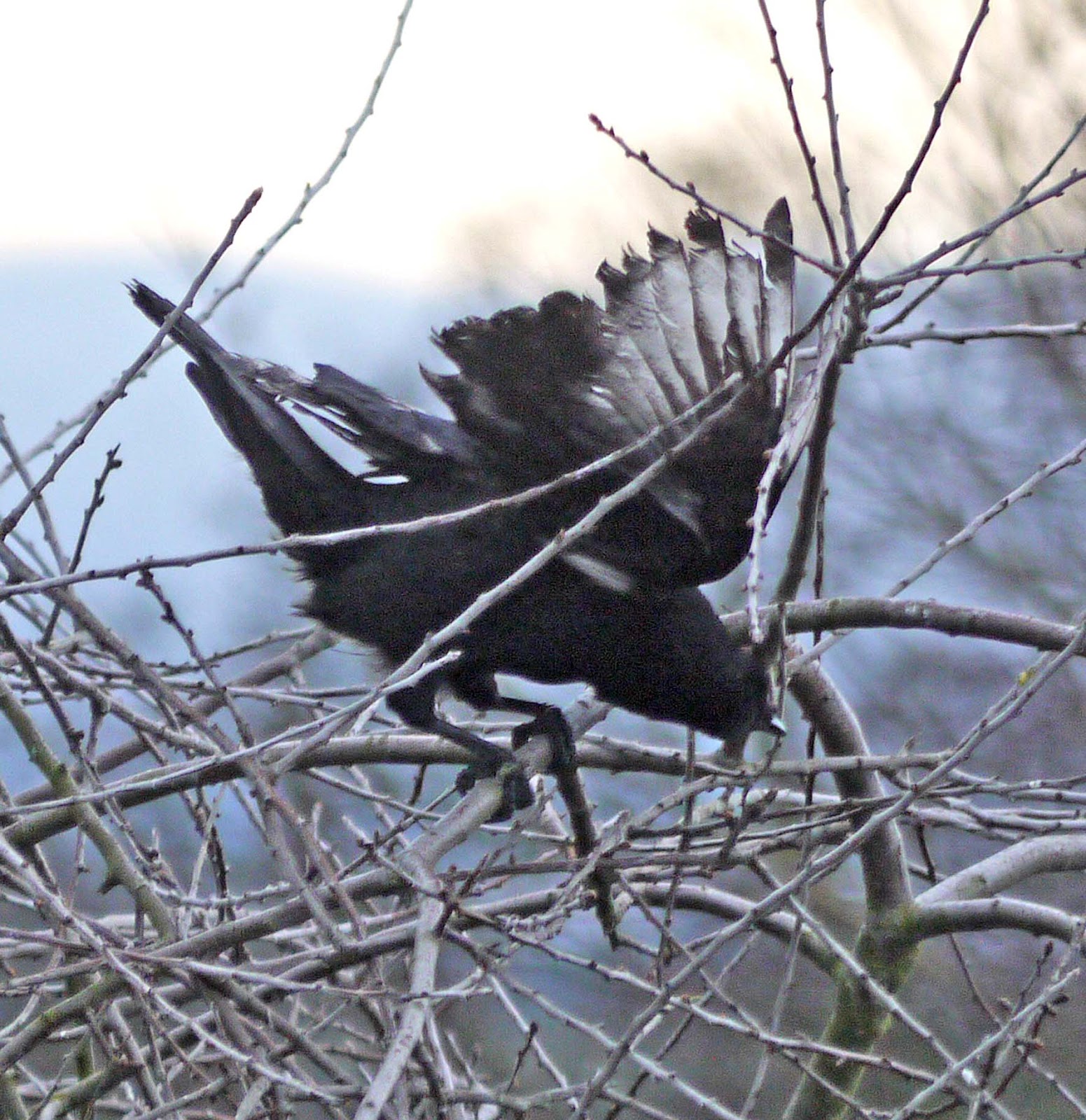 CABINET OF CURIOSITIES: Mutant Crows