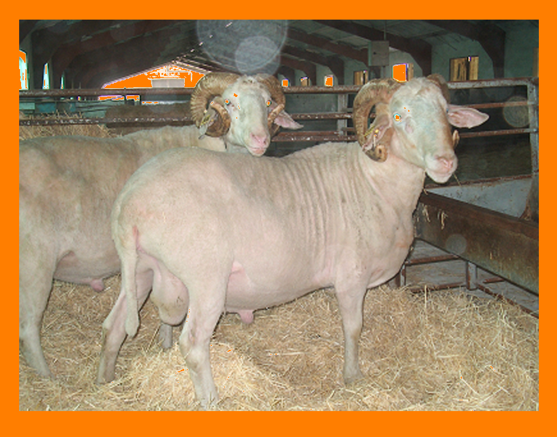 AGM: El Ovino de raza Assaf