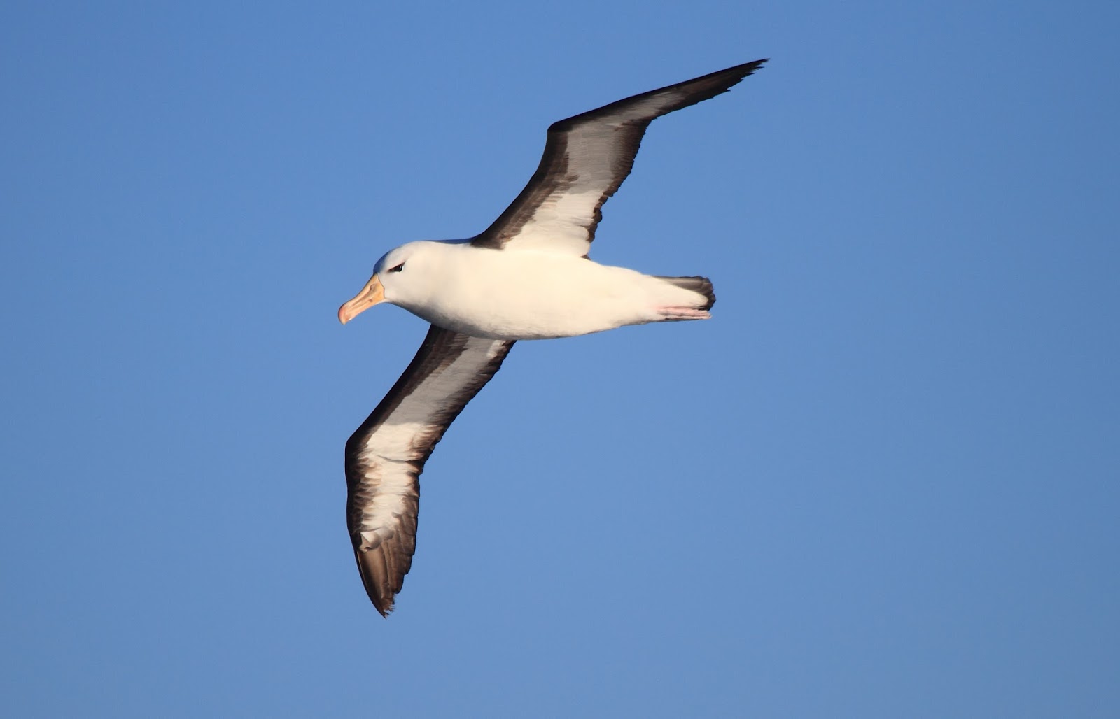 SOBRAMES - 2017/2018: ALBATROZ