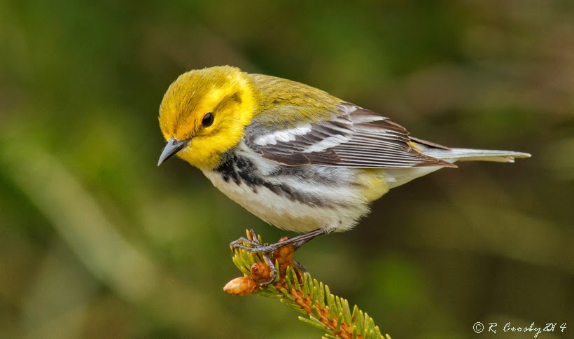 South Shore Birder: A Few Spring Warblers