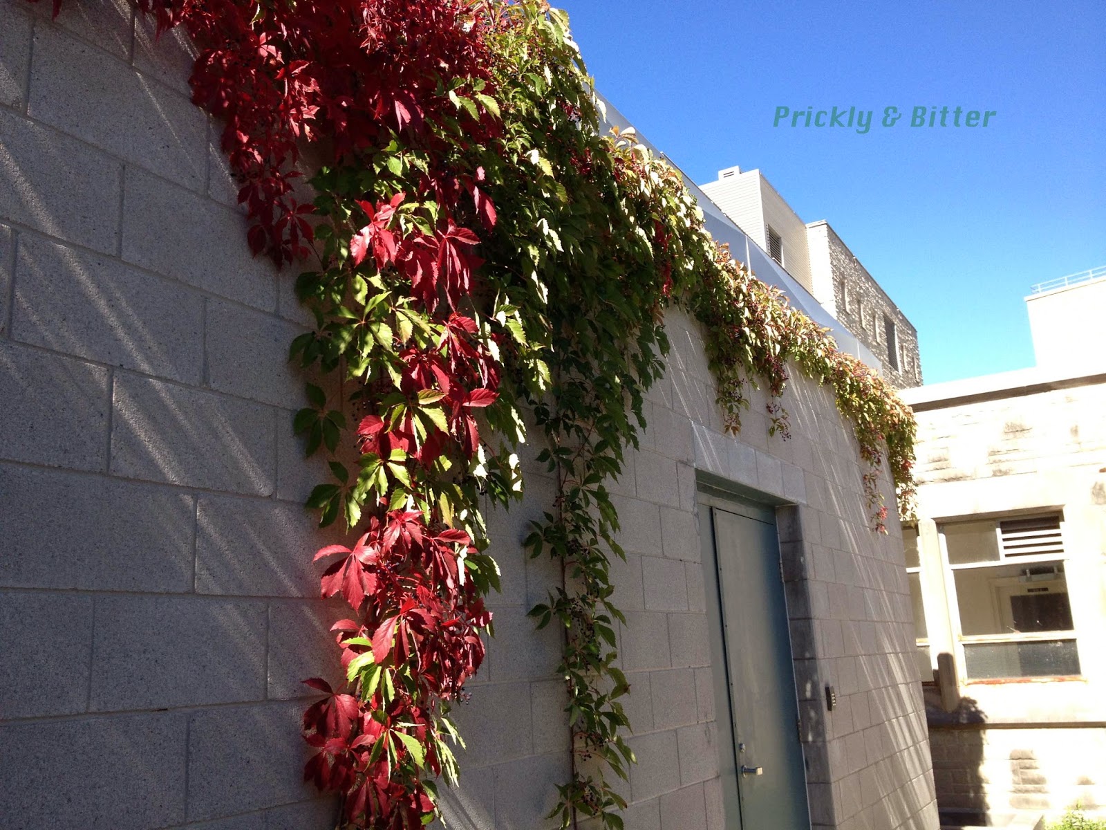 Prickly and Bitter: The creeping vine from Virginia