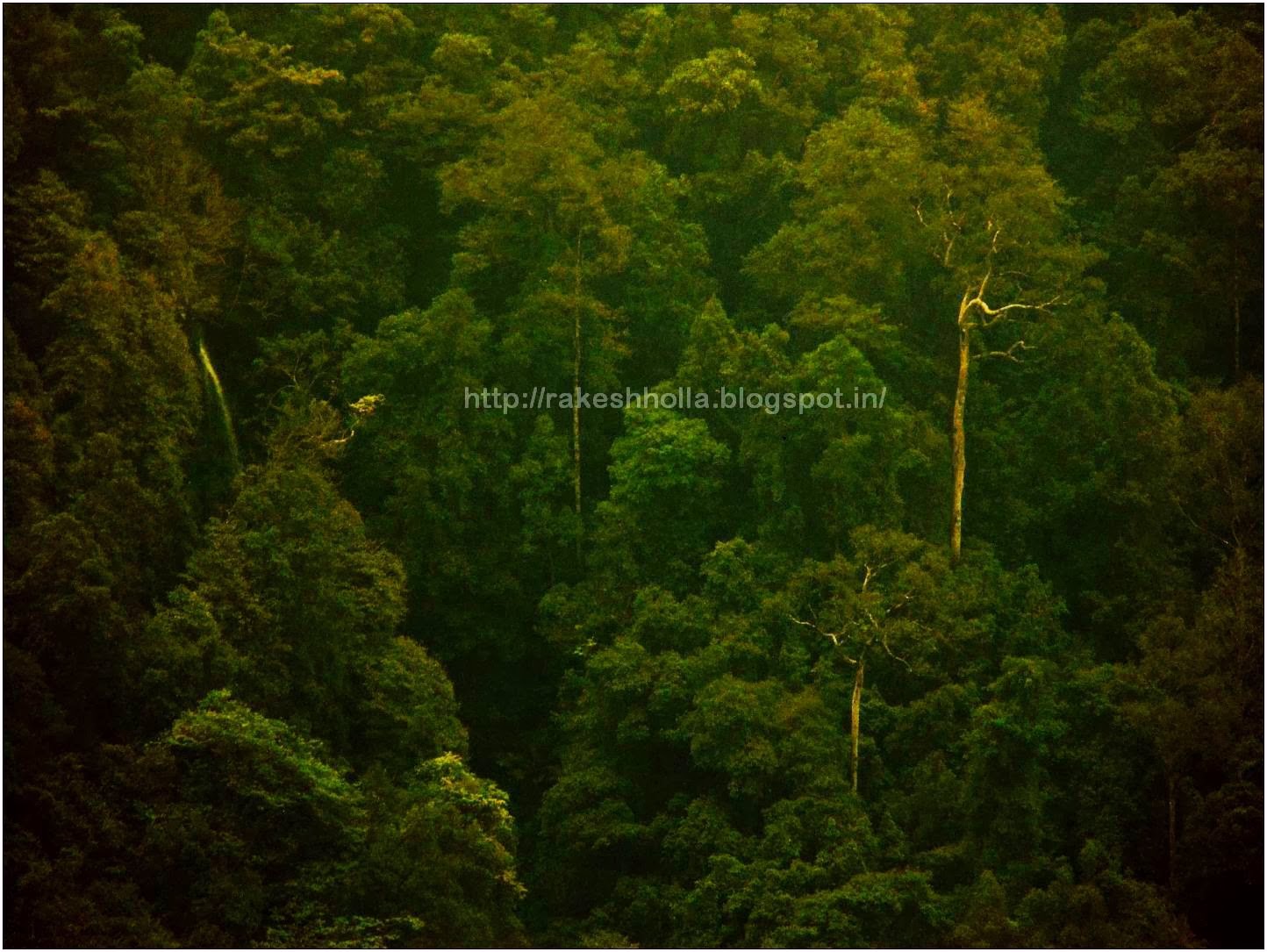 The Voice of Greenery - Trekking and Travelling in Western Ghats ...
