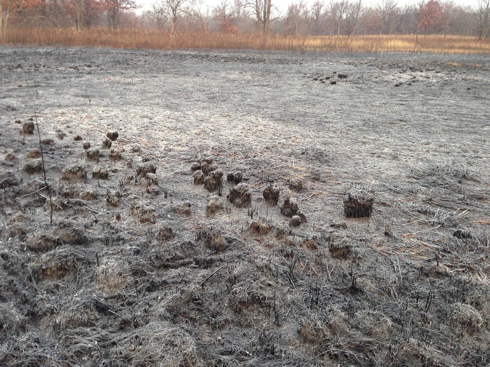 Vestal Grove: Burn at Somme Prairie Grove - Quick Report