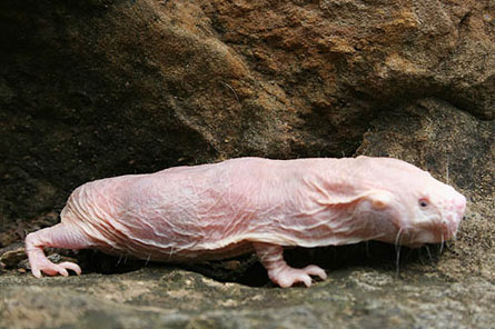 Desert Mole Rat | Natural Beauty