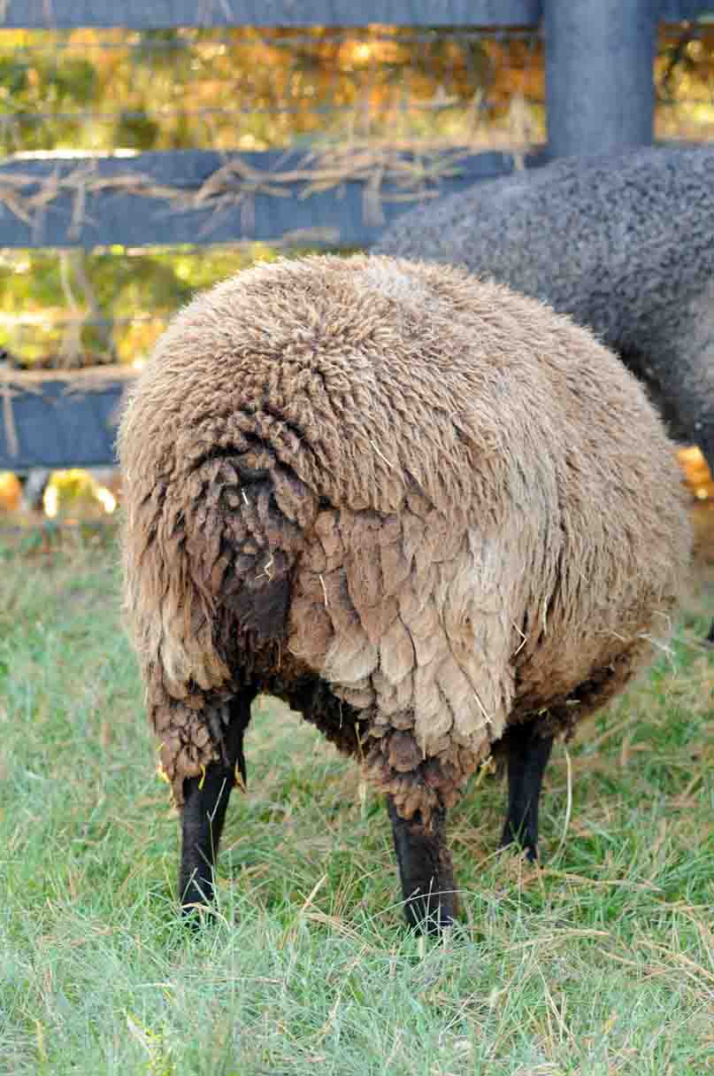 Punkin's Patch: Sheep Shots