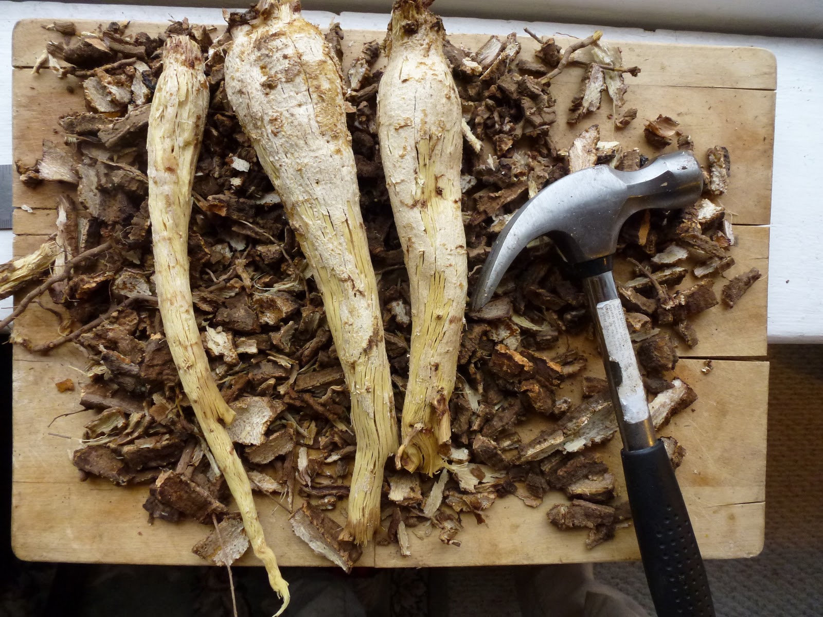 Wild Harvests: Balsam Roots