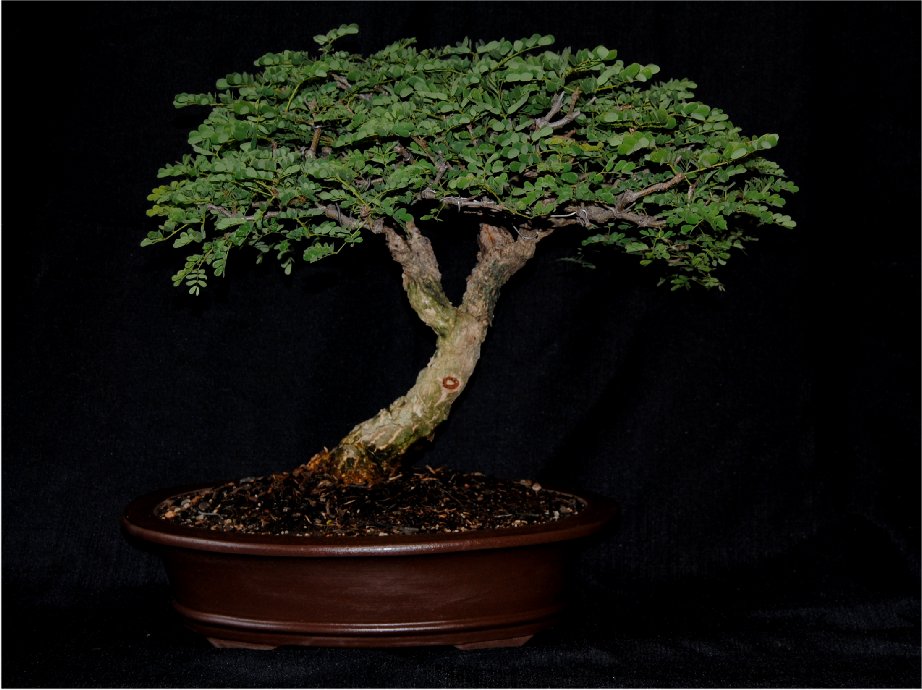 LENNARD'S BONSAI BEGINNINGS.: Acacia burkei/Black Monkey Thorn progression.