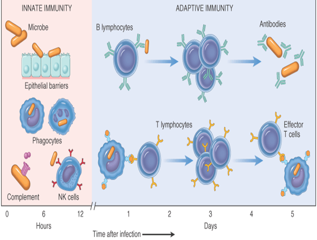 MBBS Medicine (Humanity First): Process of Immunity (images)