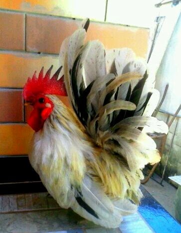 Garnizé Nagasaki: Curiosidades