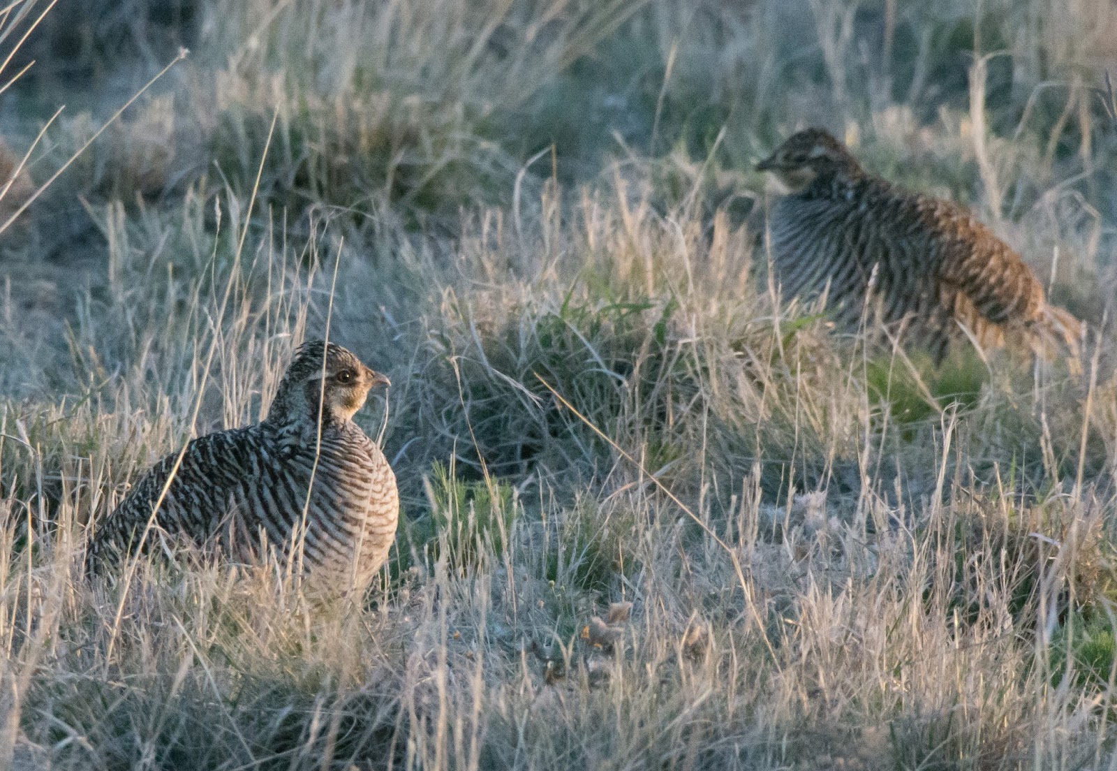 Gordon's Birding Adventures: Lesser Prairie-Chicken - An Endangered Species