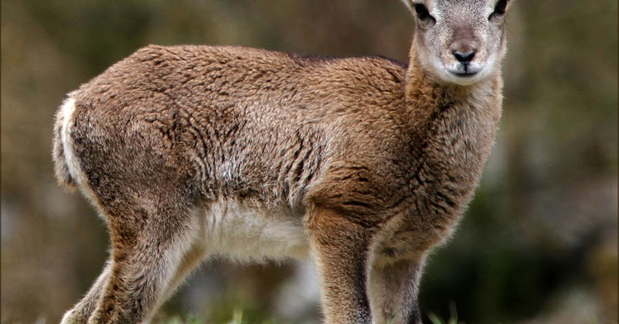 © Joan Rodó / Fotografia 1: 🐐 retratant un petit mufló 🐐