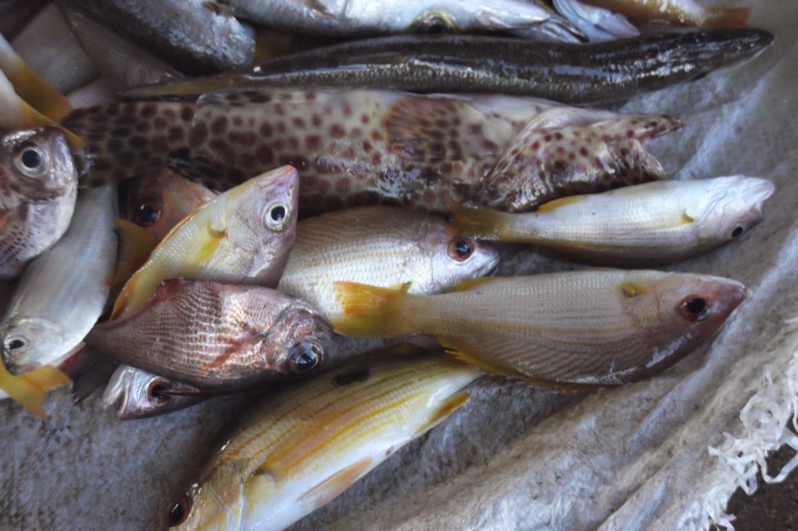 NEGOMBO SEAFOODS: BOLLU