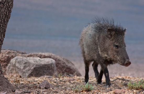 Lecturas, yantares y otros placeres: De chácharos y capacheros