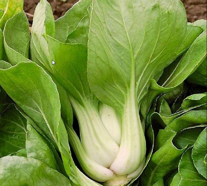 Manfaat Utama Daun caisim Untuk Lovebird - Majalah Lovebird