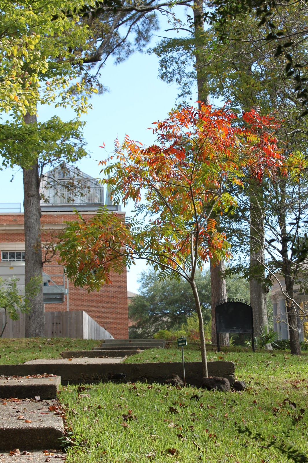 Centenary College Arboretum: Tree of the Week: Winged Sumac (Rhus ...