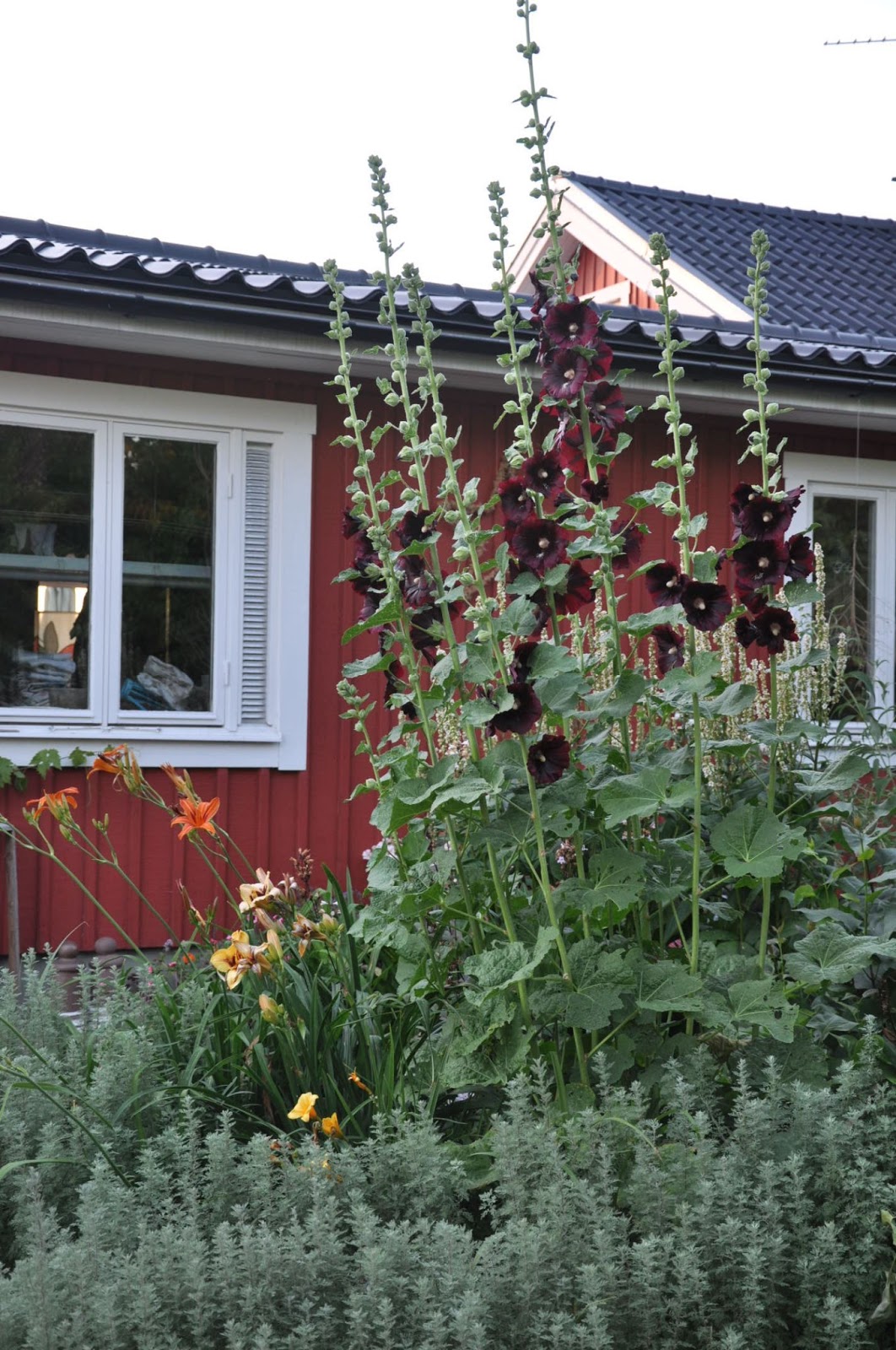 Bettinas blad: Svarta stockrosor
