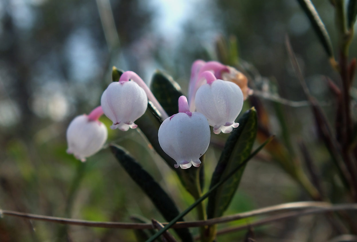 Harakan sivut: SUOKUKKA, RAATE ja MUURAIN