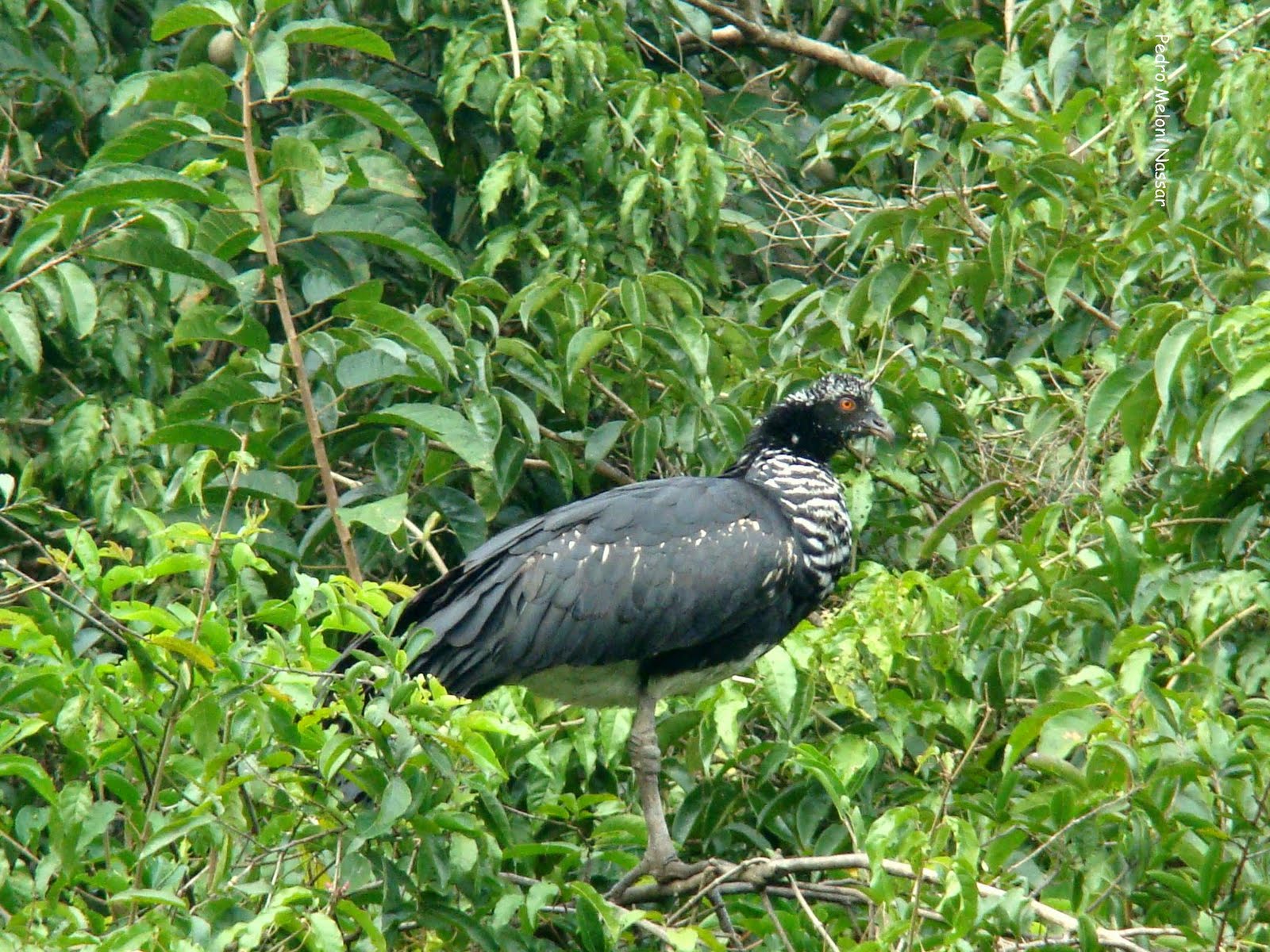 Fauna Brasileira: Alencorne