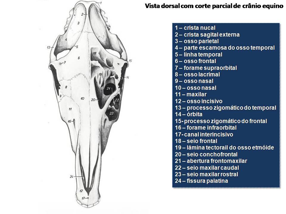 [atlas] Anatomia de Equinos - Ossos do Crânio