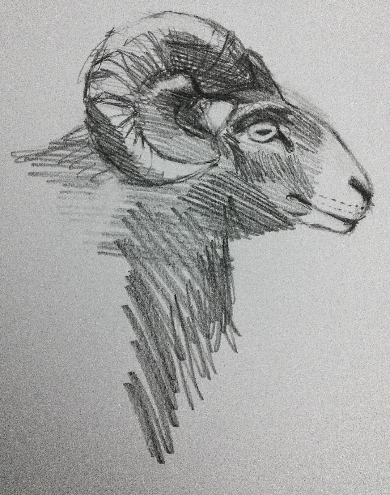 Create A Drawing A Day: Ram
