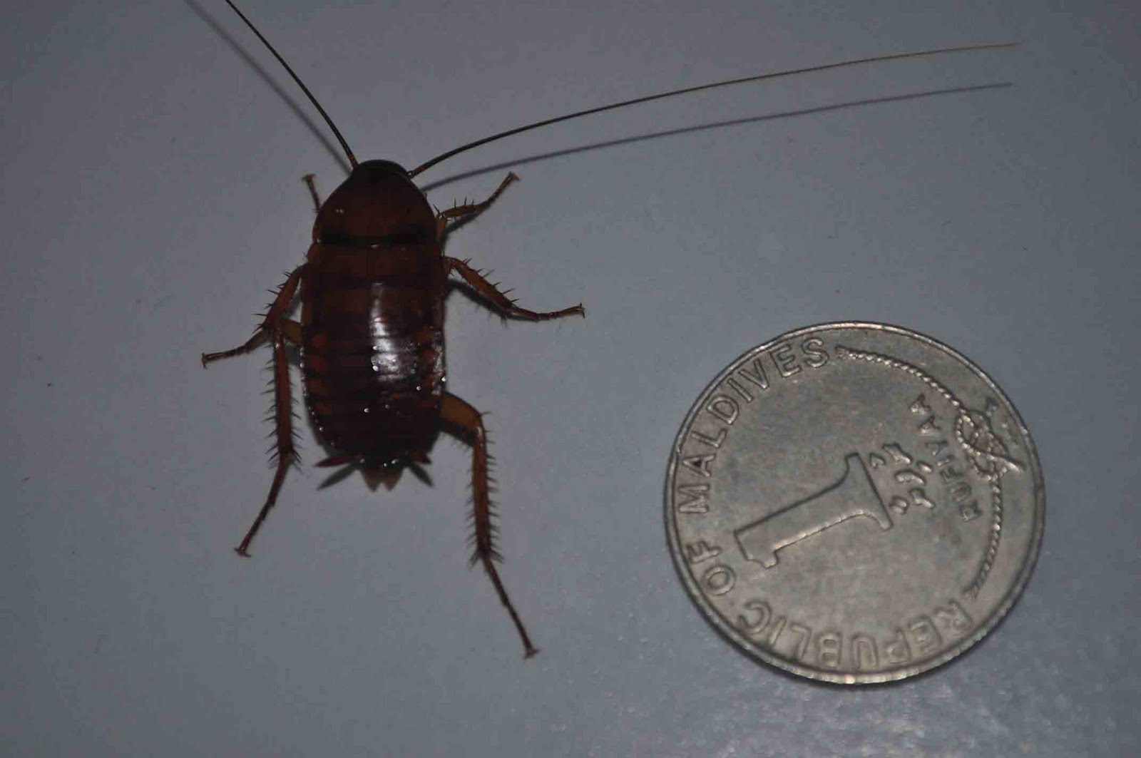 Madden-Julian Conversation: La Cucaracha