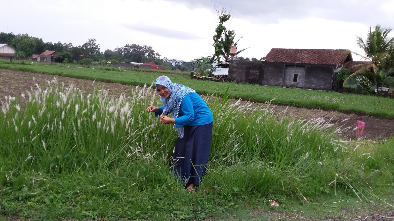 nuraniblog: KELEMAHAN DAN KELEBIHAN PERTANIAN TRADISIONAL DAN MODERN