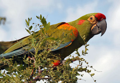 Bayan Puling Serindit Tanau: Red-fronted Macaw