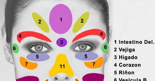 Universo de Luz y Amor: Áreas de nuestra cara y sus determinados órganos