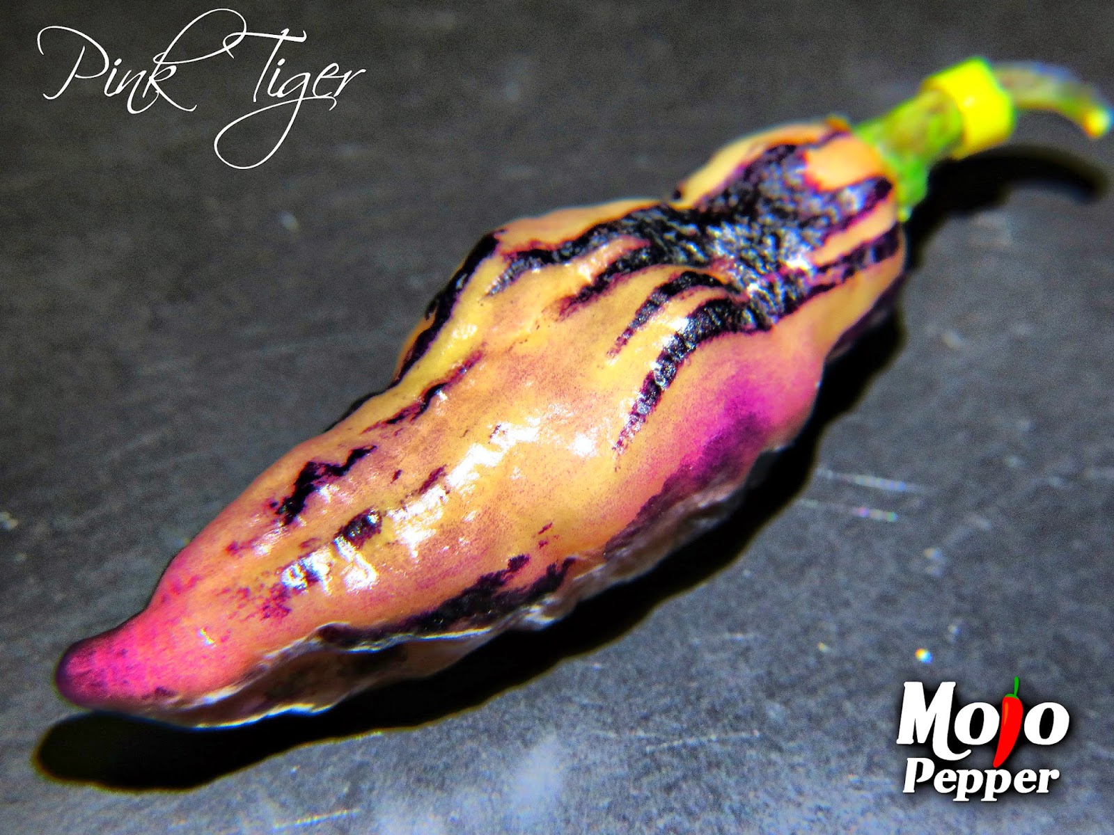 The Mojo Pepper - Just a Chili Pepper grower: Pimenta Pink Tiger 2013