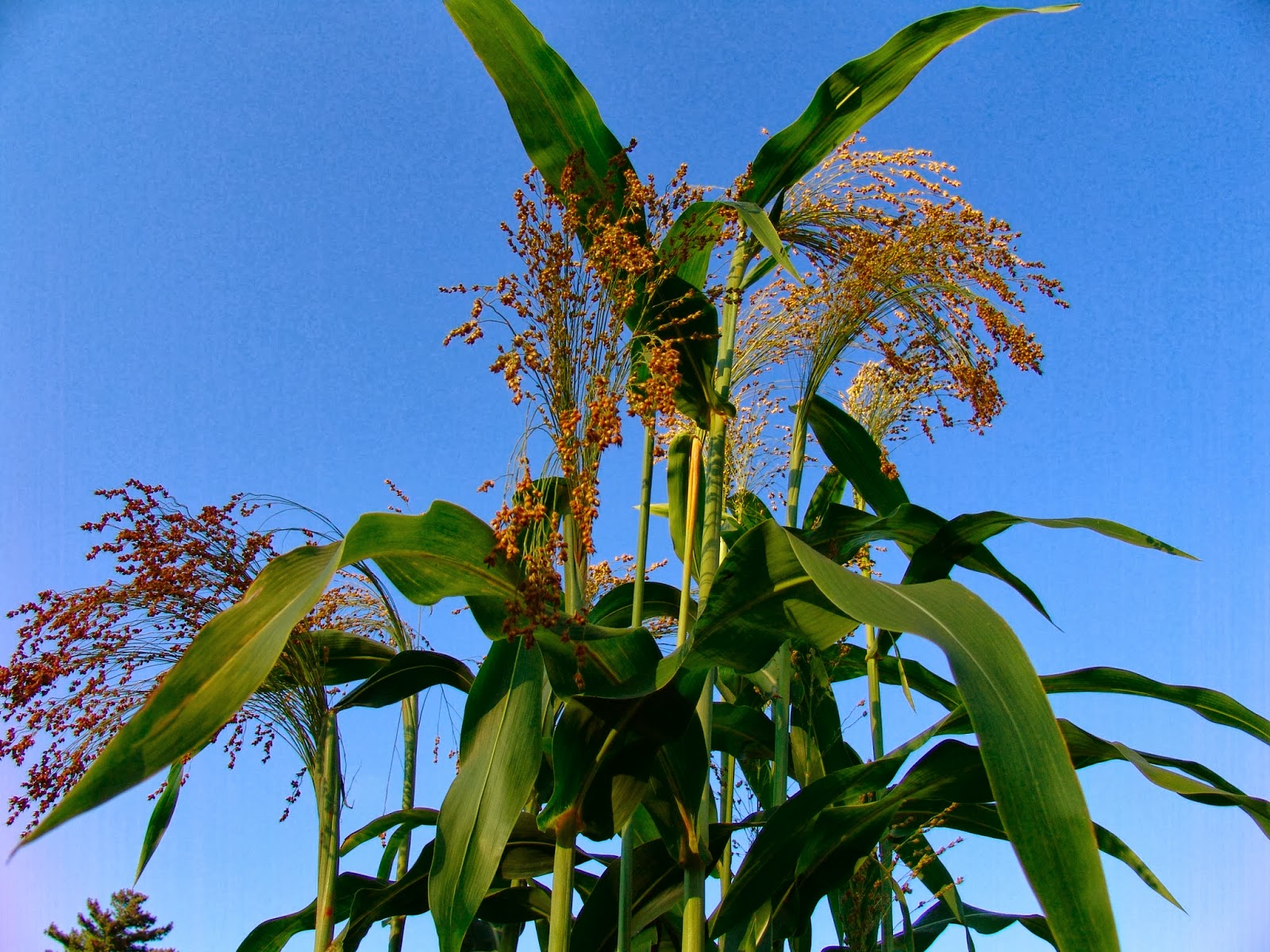 How To Grow Broom Corn at Humberto Watts blog