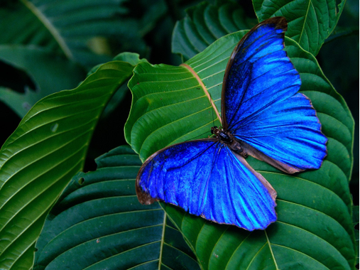 Origine: Le papillon MORPHO
