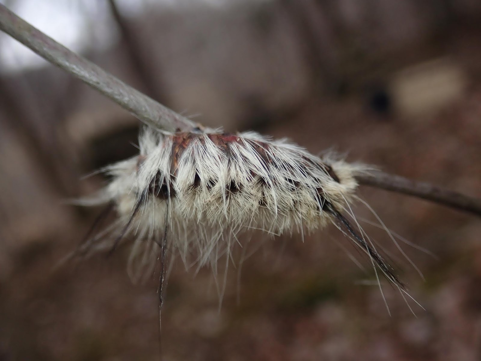 Springfield Plateau: American Dagger Moth