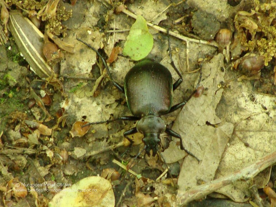 Beetles from Romania: Calosoma (Calosoma) inquisitor