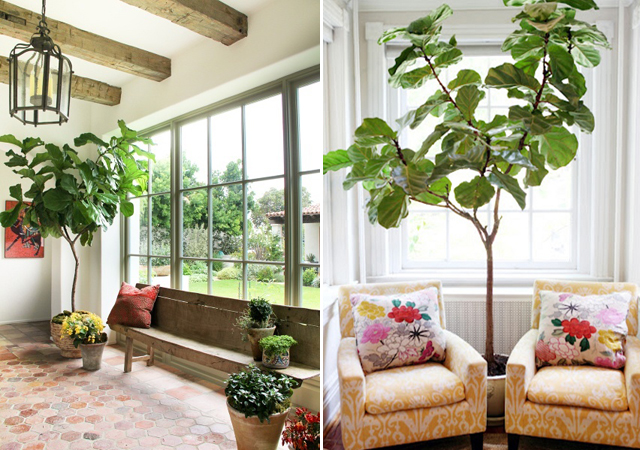 Fiddle Leaf Fig Ficus