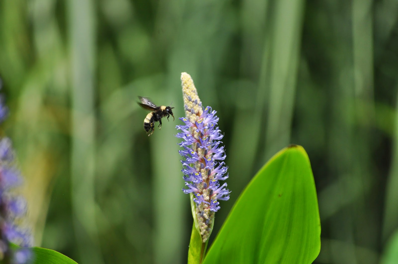 kansas wildflowers: Bees