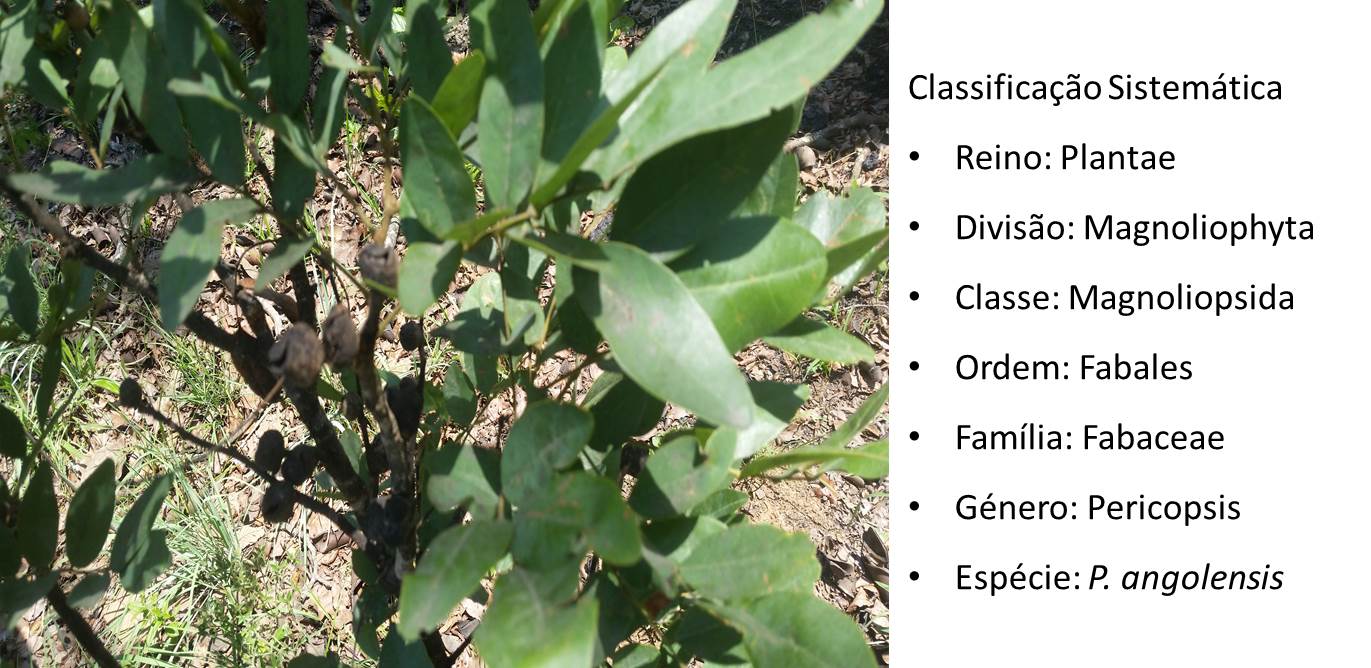 Herbario digital: Pericopsis angolensis (Omako)