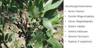 Herbario digital: Pericopsis angolensis (Omako)