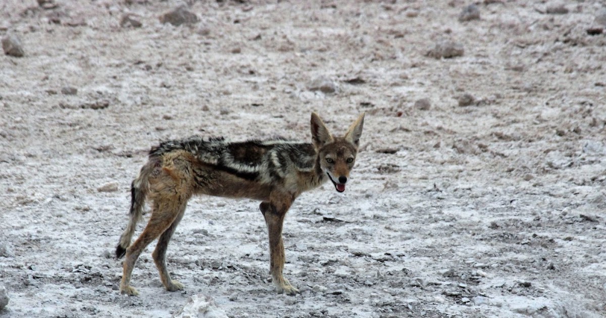 Mitä löytyy?: Hiiriä