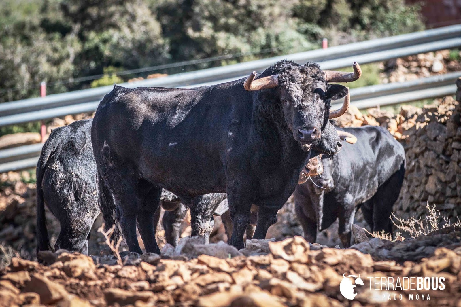 TOROS CERRILES PREPARADOS EN LA FINCA LA CARRASCA PARA LA PRÓXIMA TEMPORADA