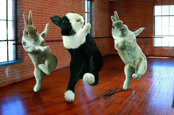 Dancing Bunnies | sawpedia