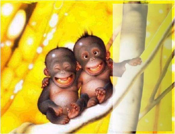 Fotos de mICOS - Imagui