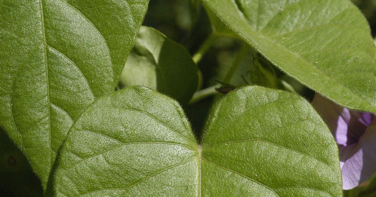 Hoja Cordada (cordata) - Botánica integra