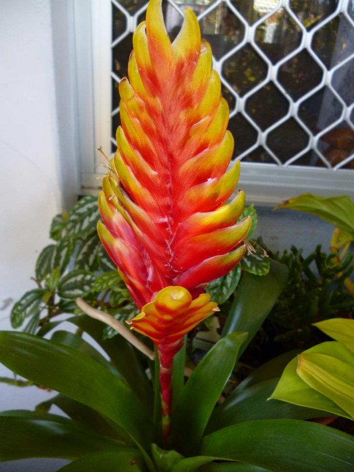 Photography with Dr. Ernie.: Vriesea splendens, flaming sword bromeliad
