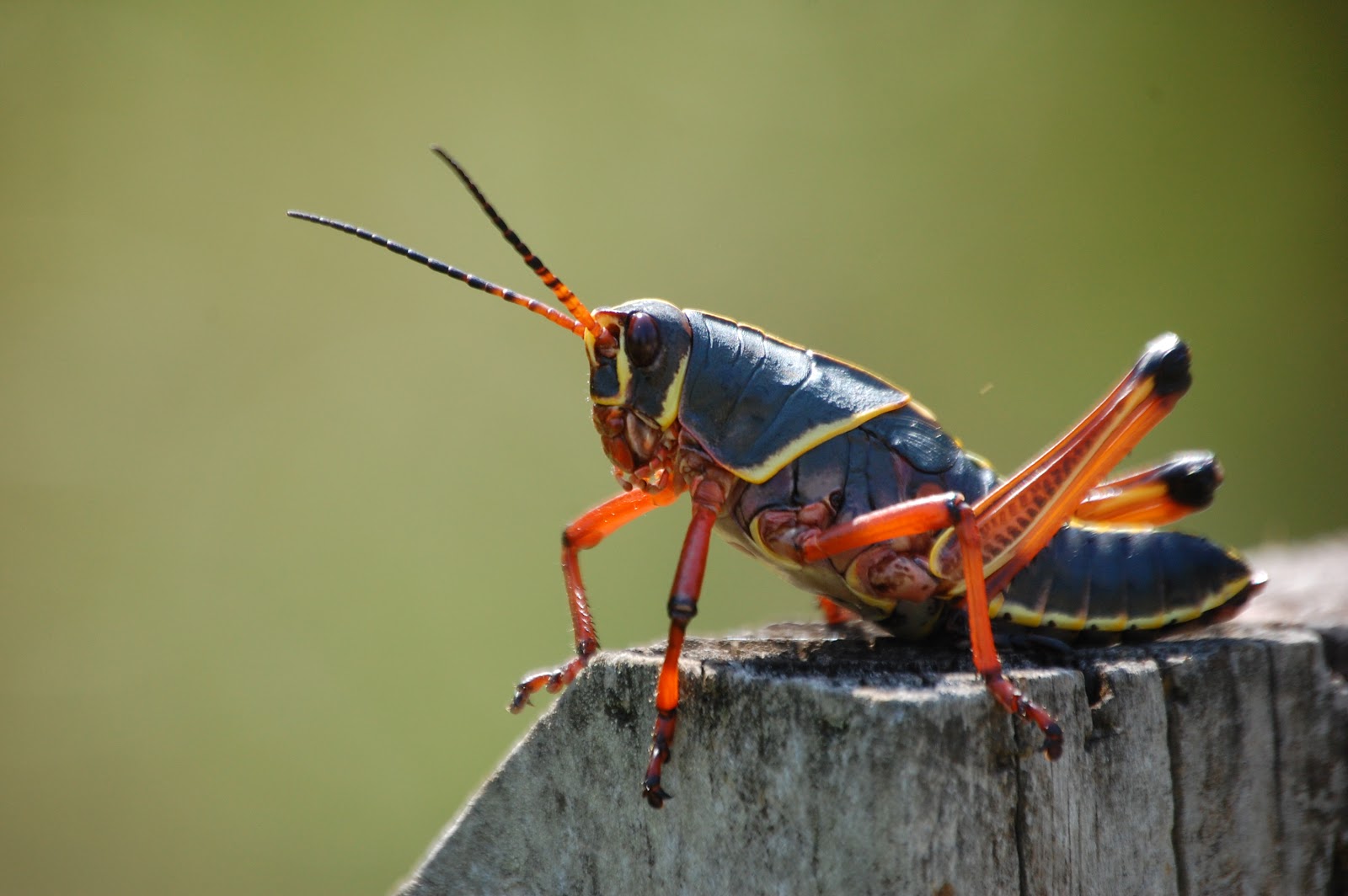 Field Notes and Photos: Romalea microptera, Eastern Lubber Grasshopper