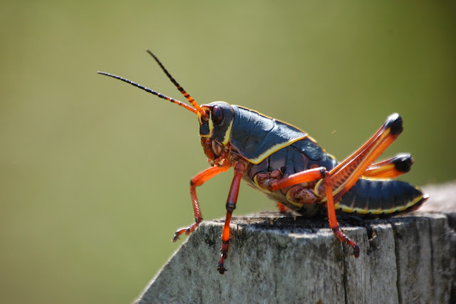 Field Notes and Photos: Romalea microptera, Eastern Lubber Grasshopper