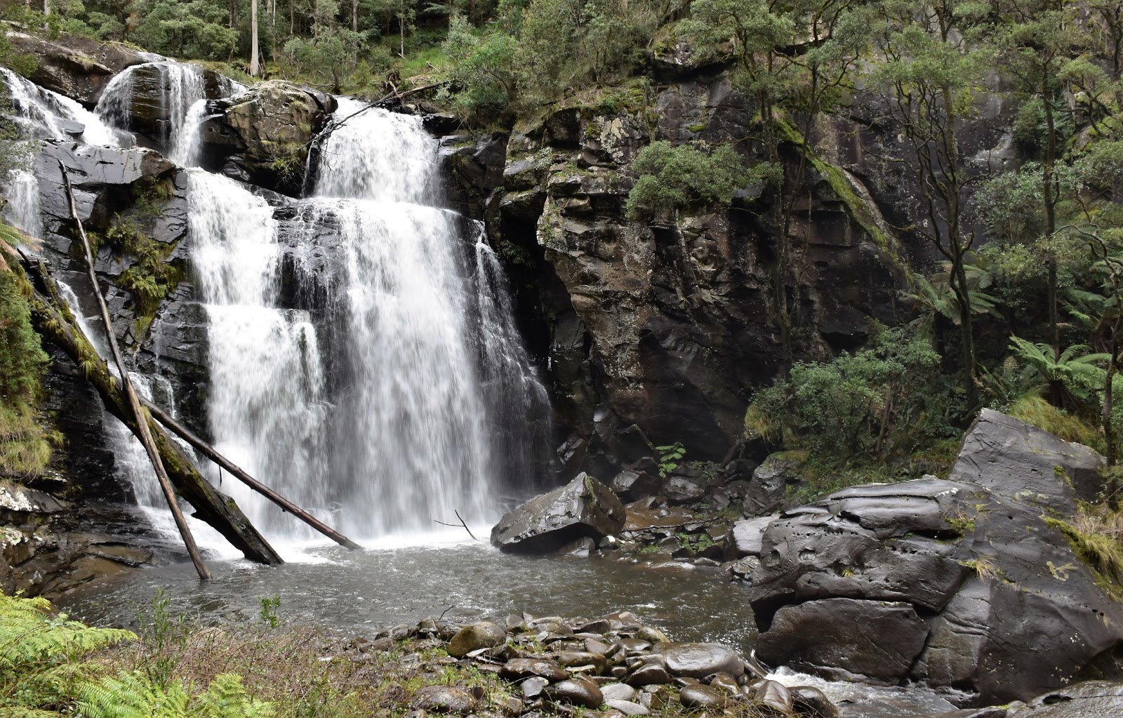 Goin' Feral One Day At A Time: Stevensons Falls, Otway Forest Park ...