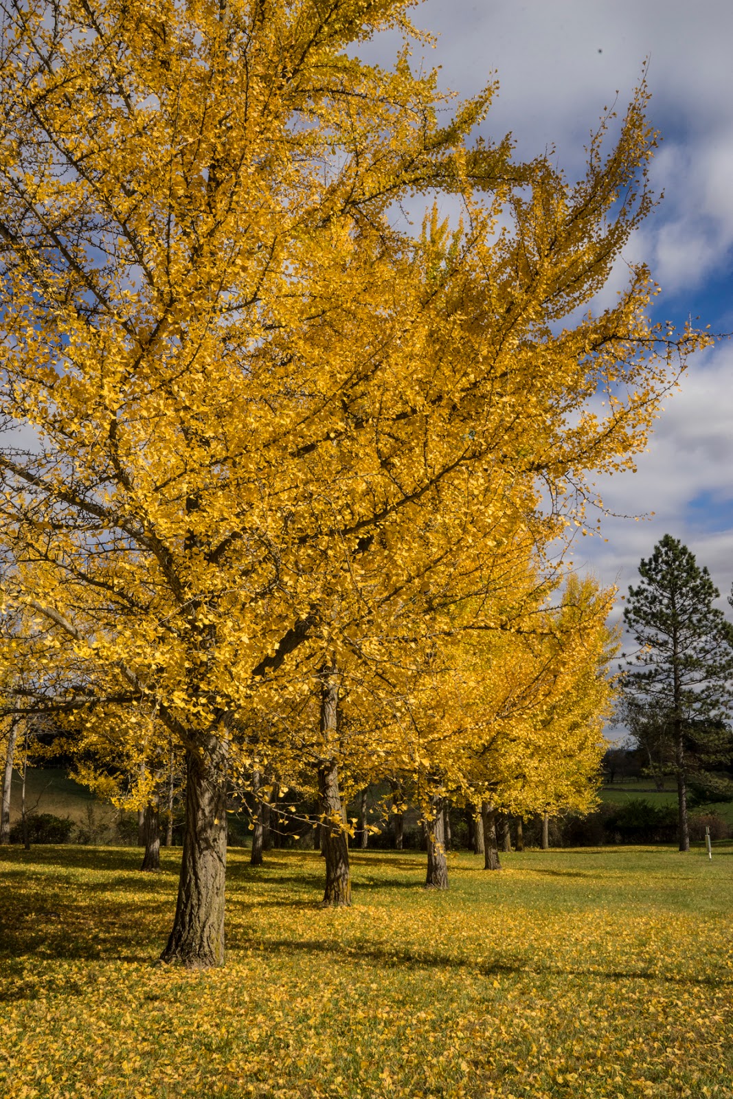 Lucent Moments: The Gingkoes Golden Glory