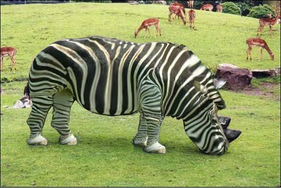 Projects blog: combine zebra and rhino project