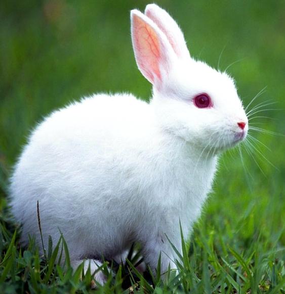 Clínica Veterinaria Guadiamar: Cuida bien tu conejo