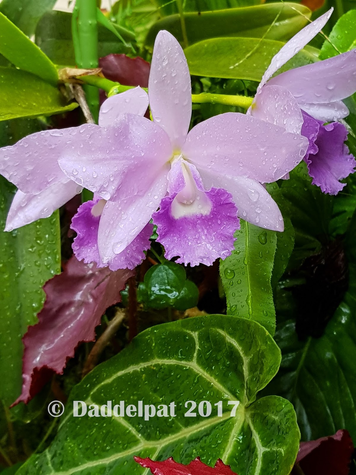 Daddel's Thumbprints: Cattaleya hybrid